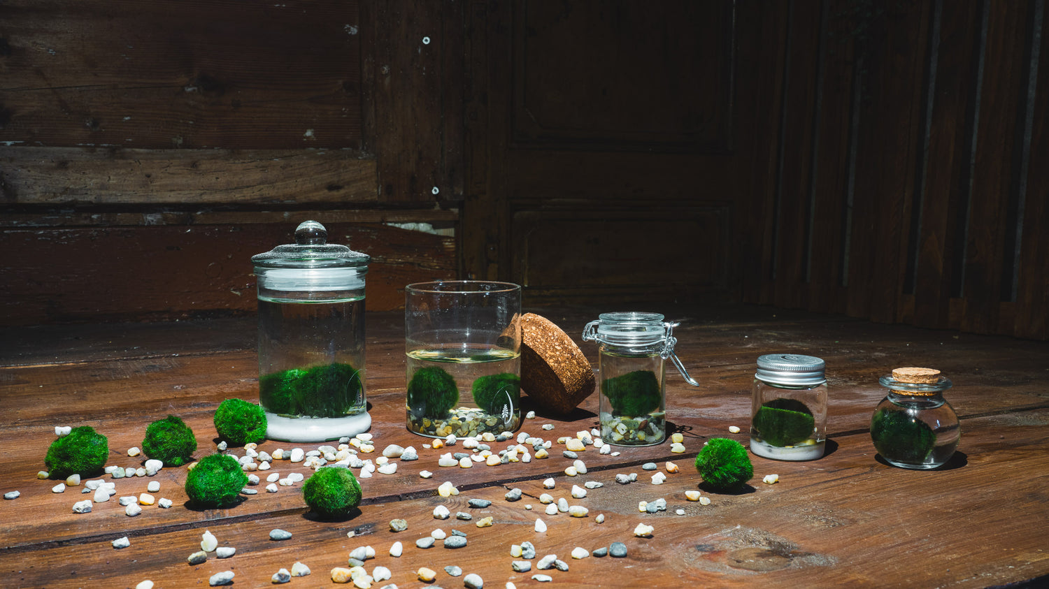 Marimo: La Piccola Alga Palla Giapponese Porta Fortuna | Dreaming ...